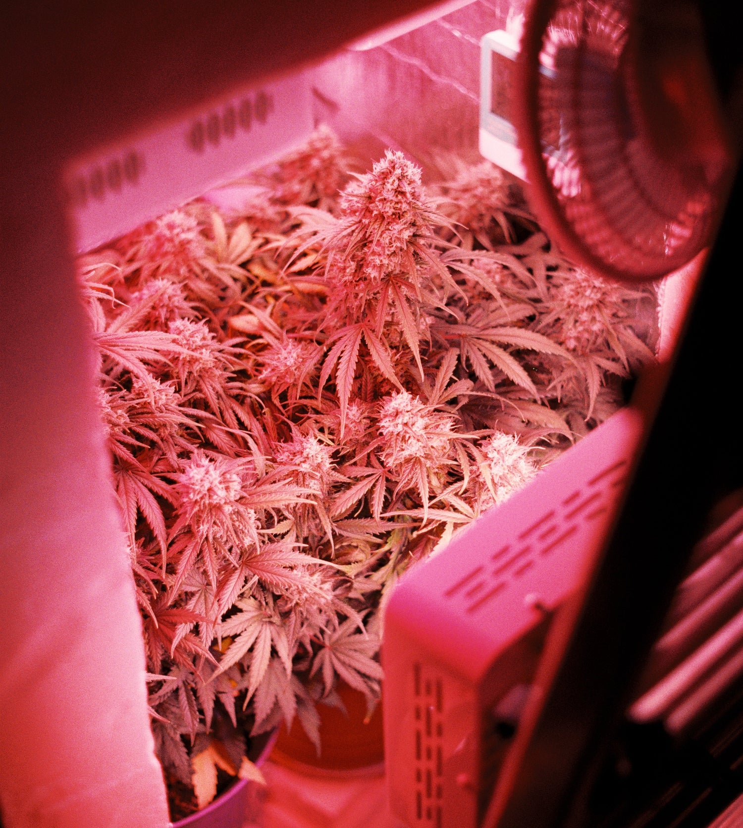 Curing Cannabis: What is it? How-to Guide & Tips – Evergreen