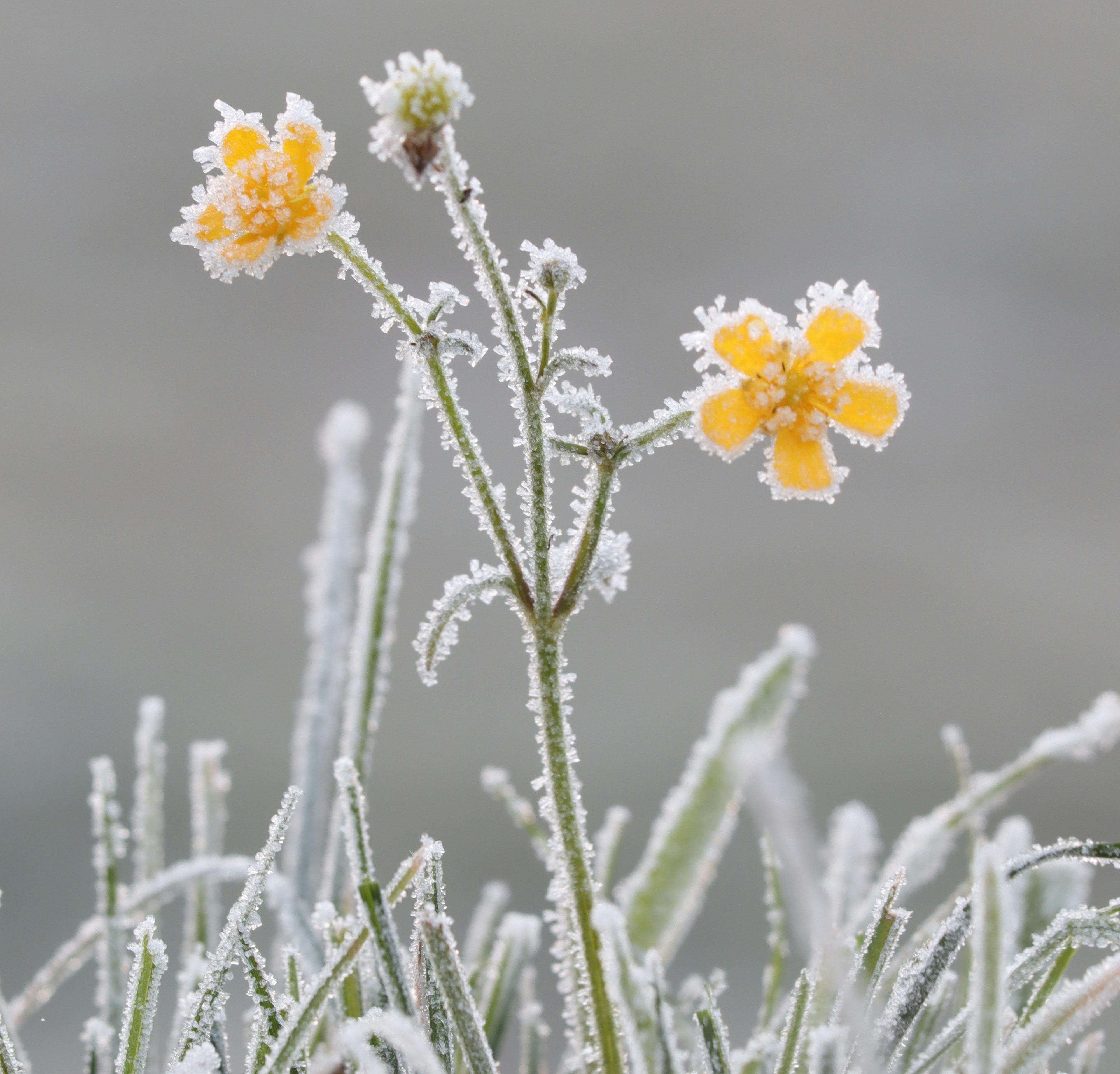 How Cold is Too Cold for Cannabis? – Evergreen
